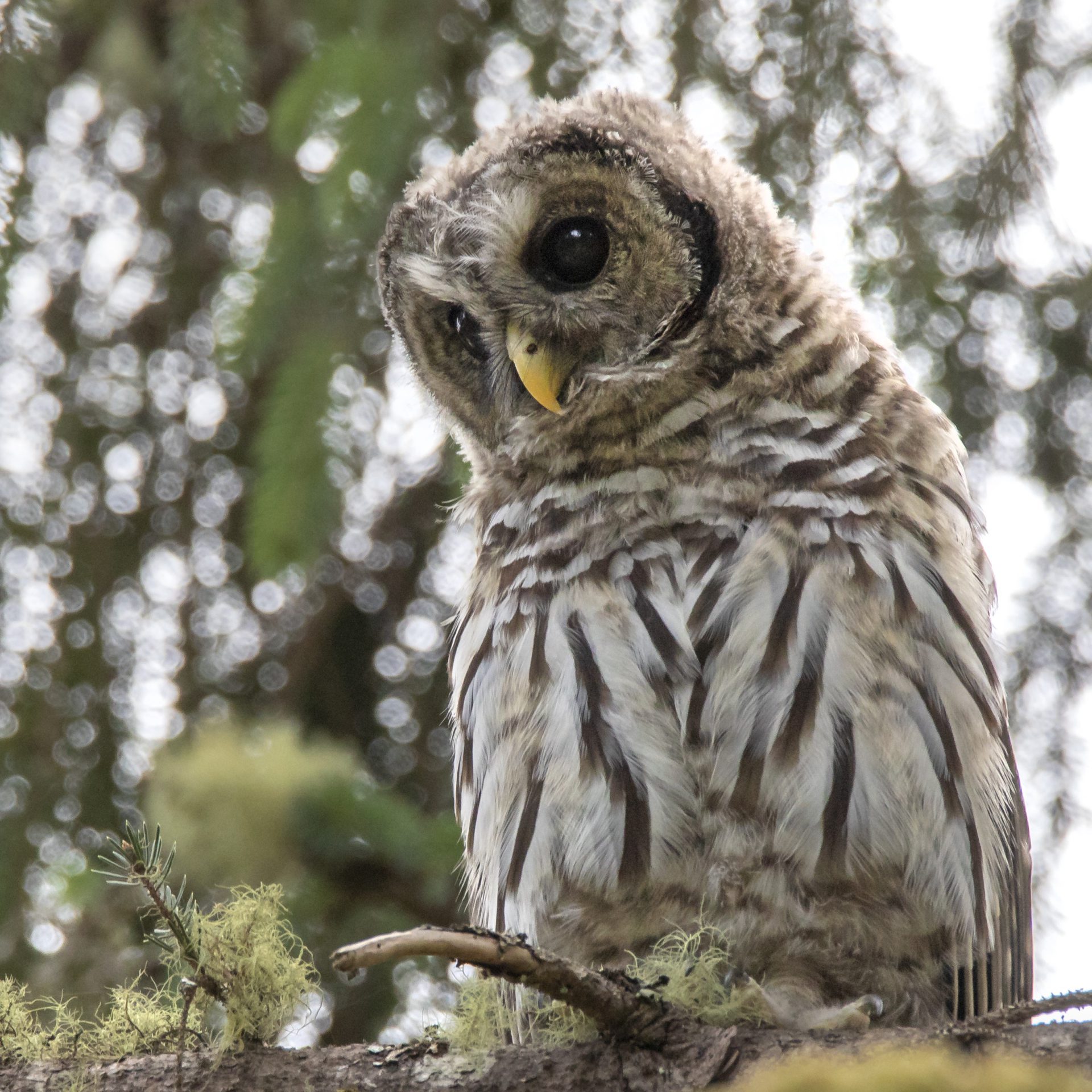 Look at That Bird! - Trackers Earth